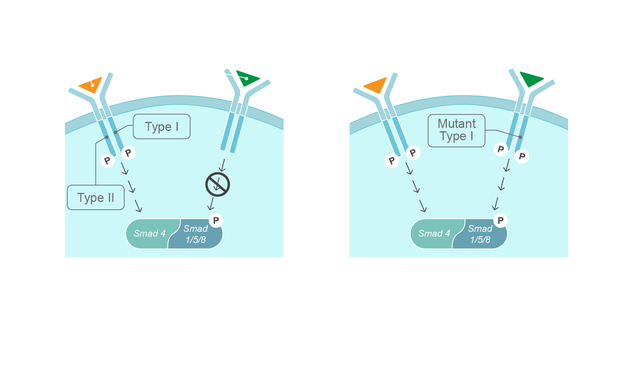 What is FOP? | Focus on FOP HCP