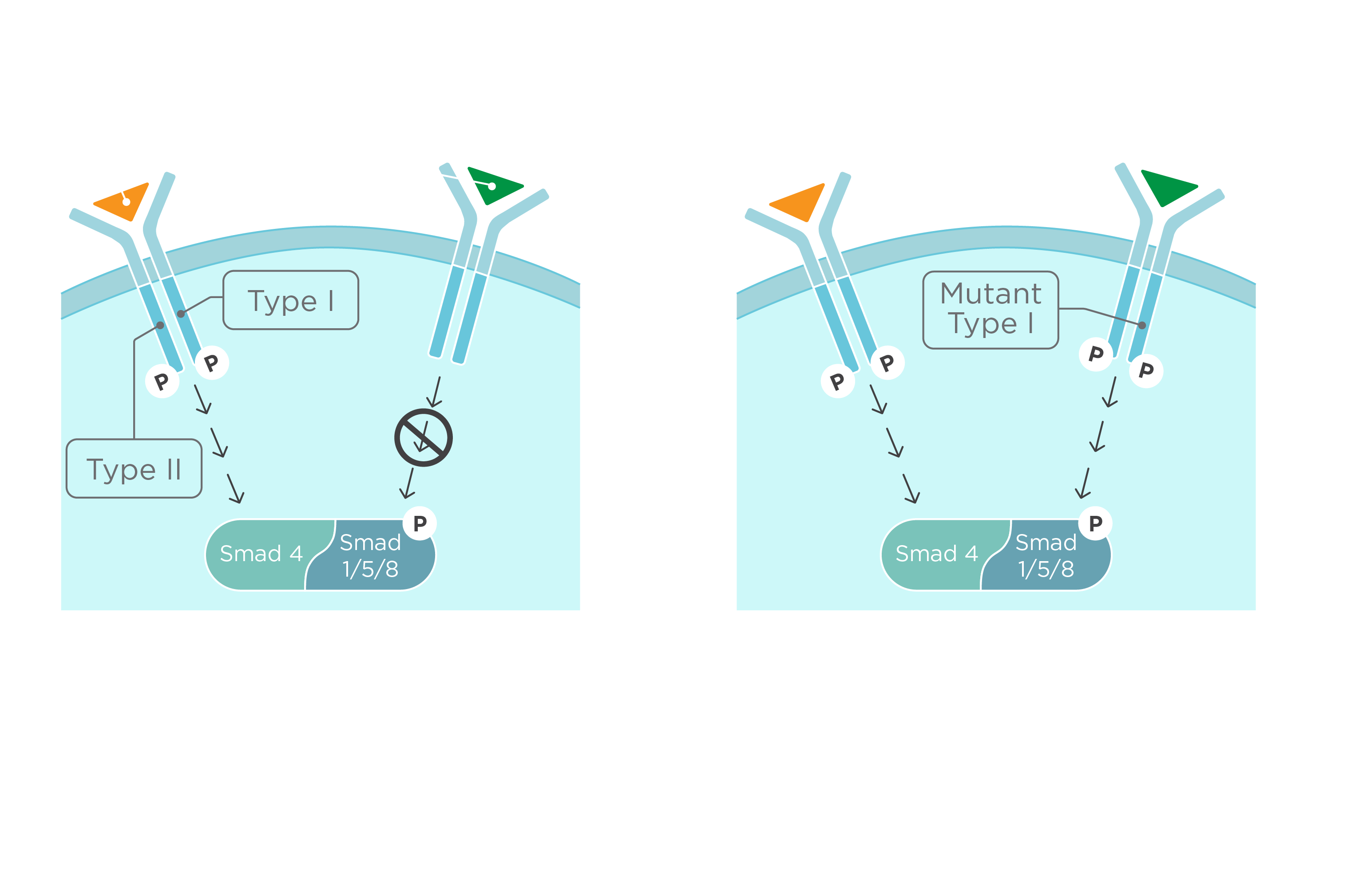 What is FOP? - Focus on FOP HCP