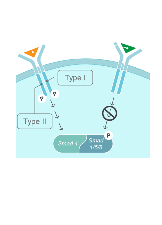 What is FOP? - Focus on FOP HCP